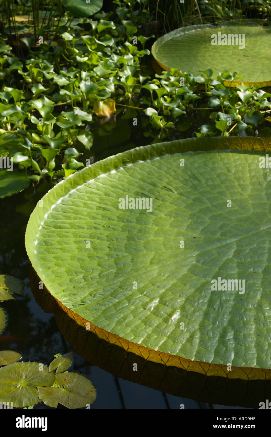 The largest water lily the Victoria lily at Edinburgh Botanical Gardens ...