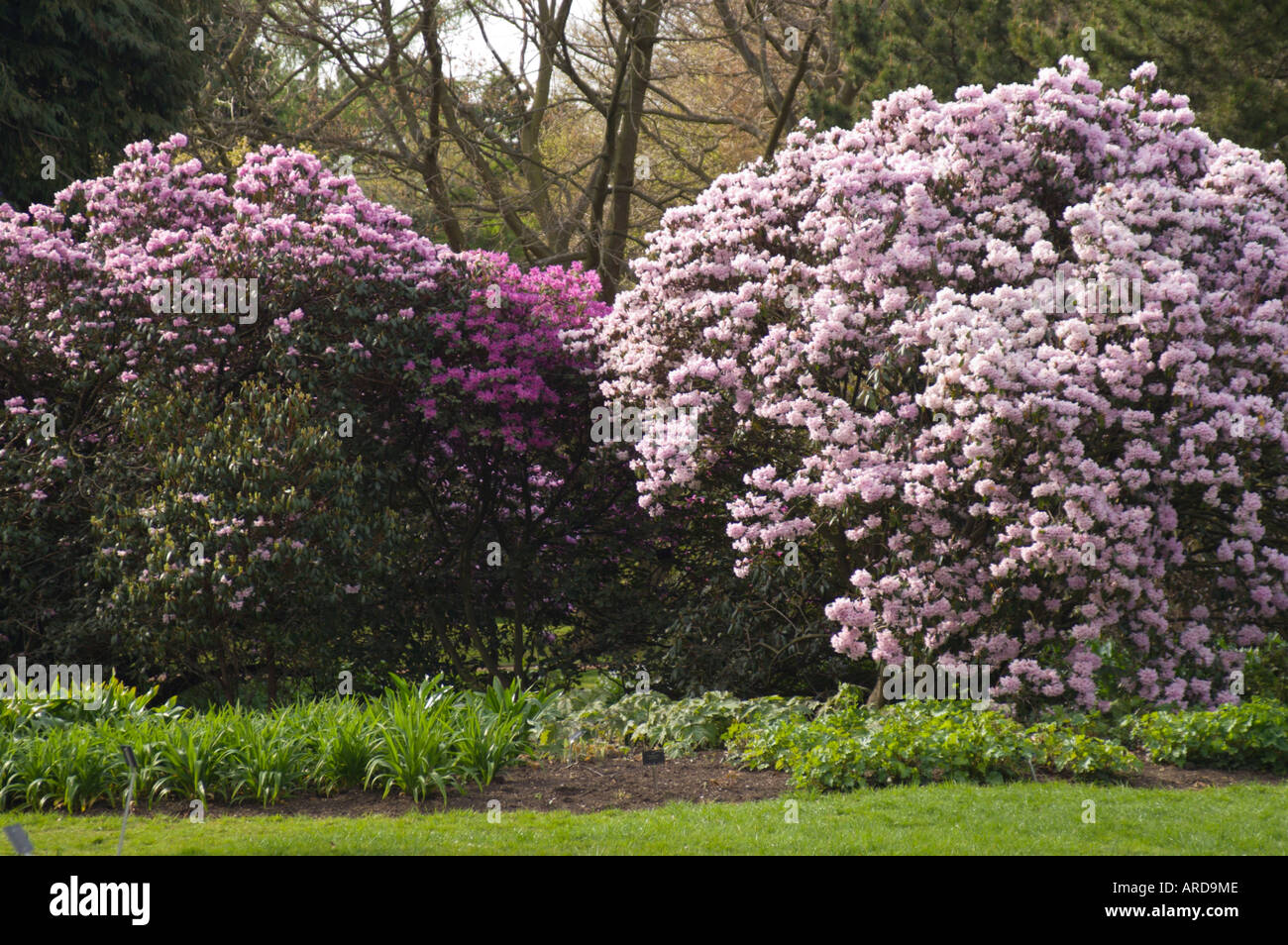 Azalea and rhododendron bushes in flower in Edinburgh Botanical Gardens ...