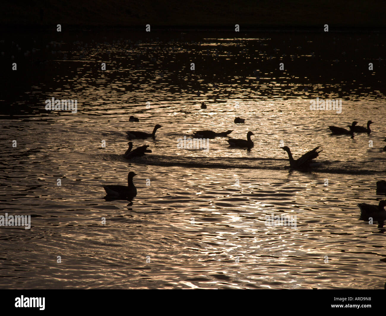 Birds on St Margaret's loch near Holyrood Edinburgh UK Stock Photo - Alamy