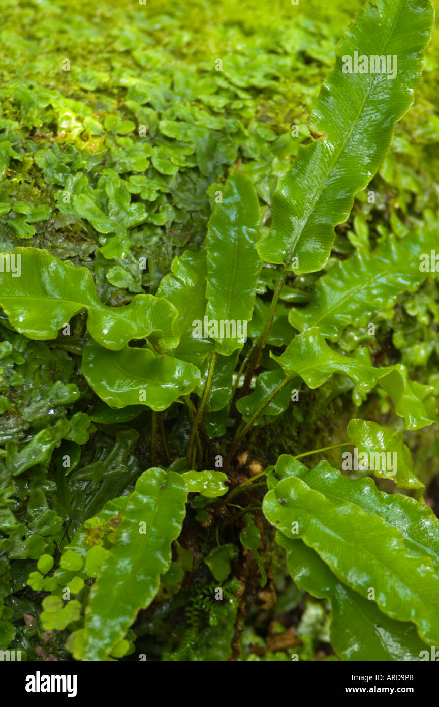 Species of liverwort hi-res stock photography and images - Alamy
