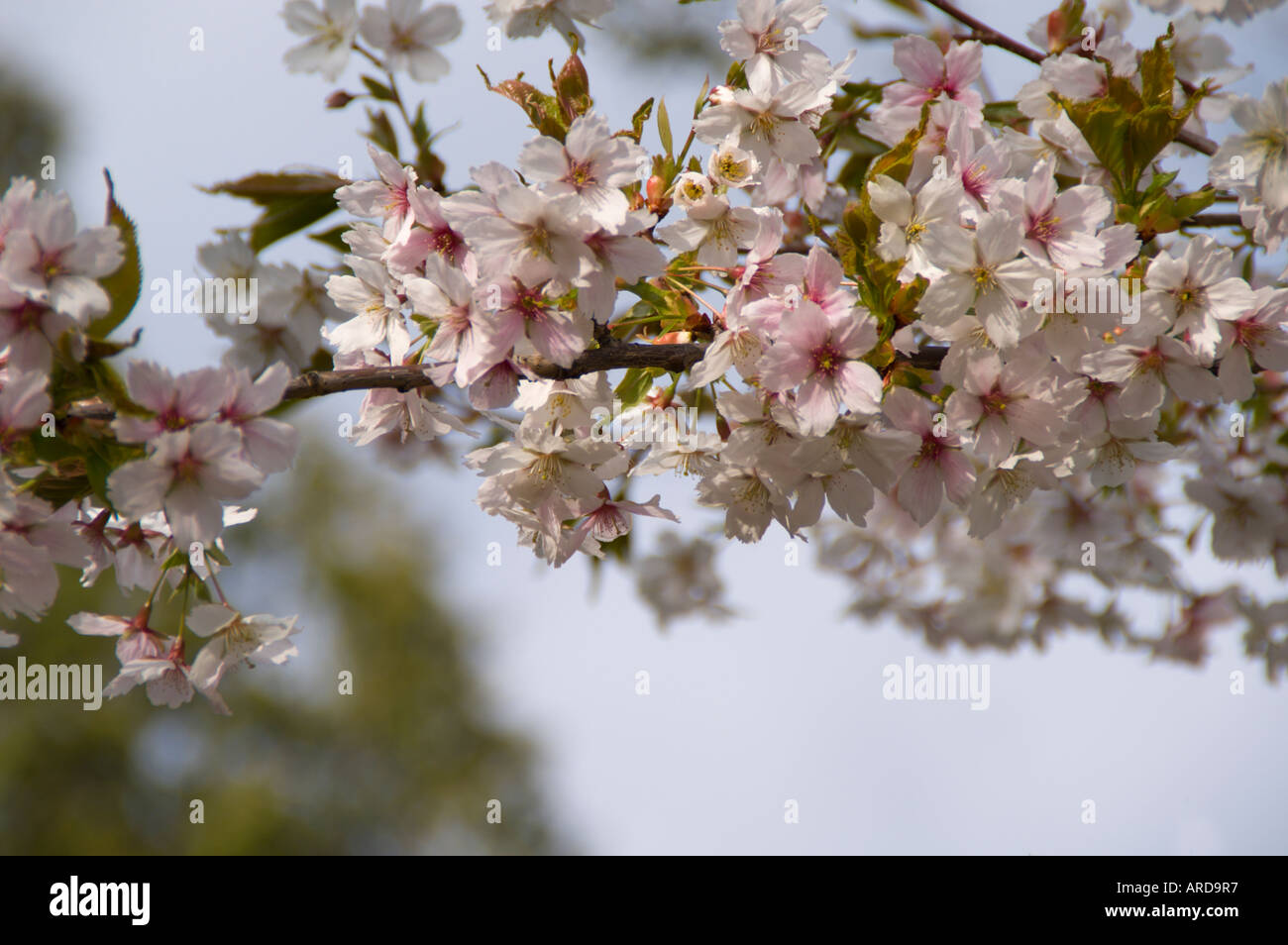 Cherry blossom in Scotland in Edinburgh Botanical Gardens Stock Photo ...