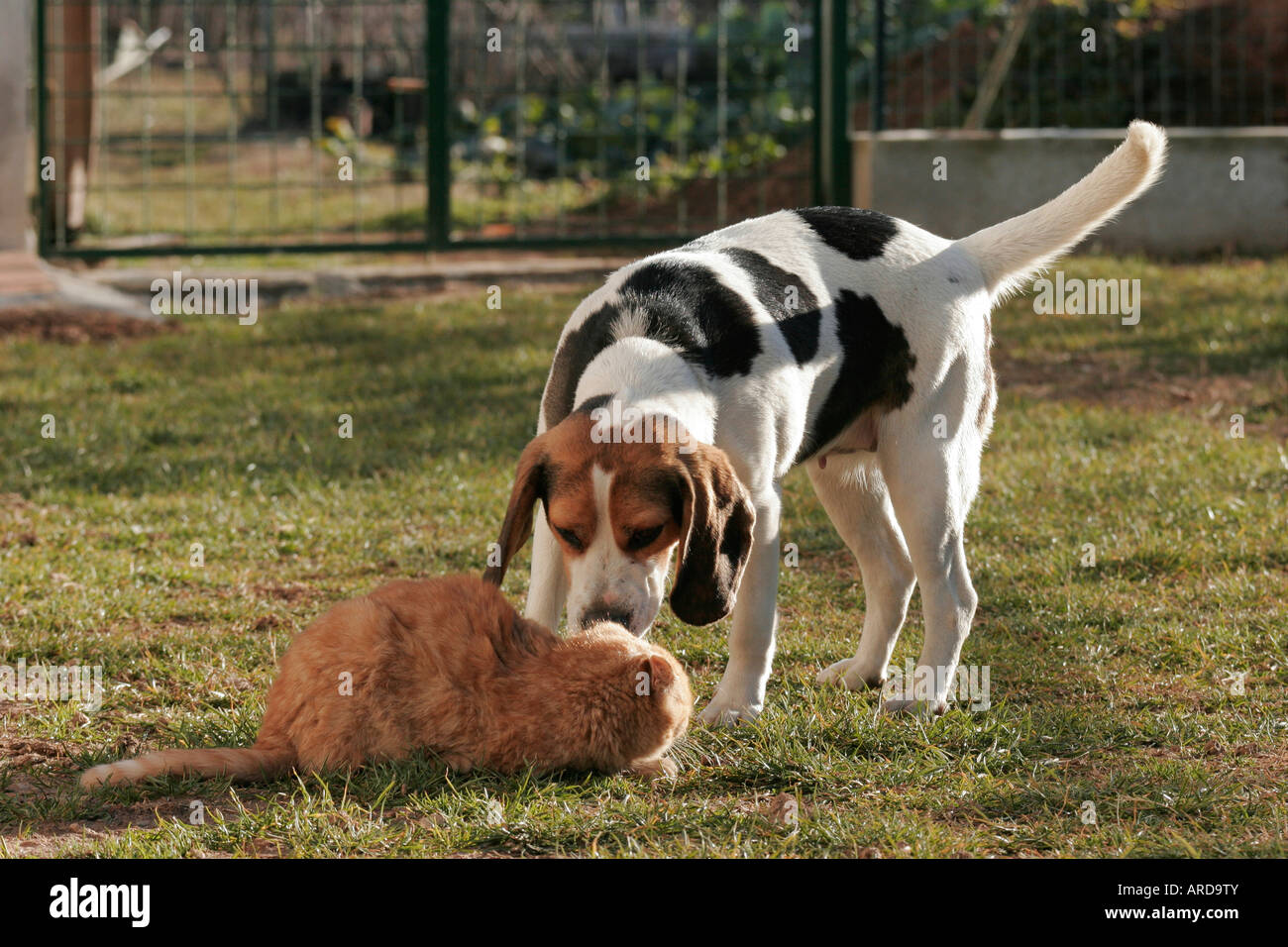 Animali in giardino hi-res stock photography and images - Alamy
