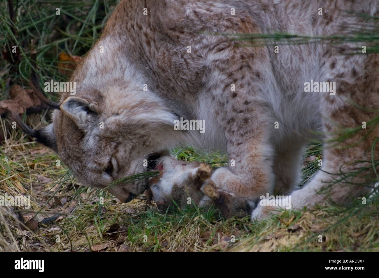 Lynx Animal Prey Eating High Resolution Stock Photography and Images ...