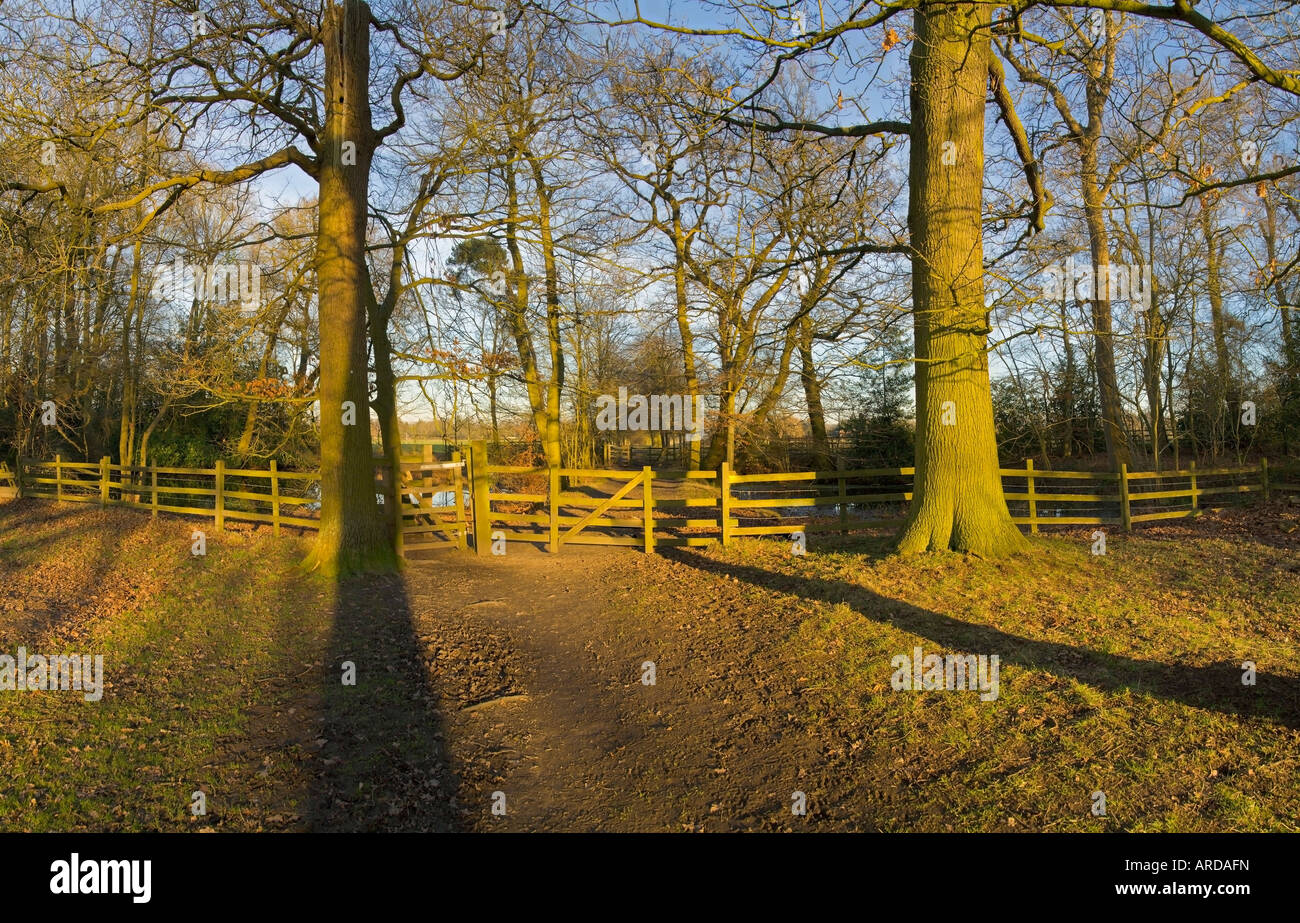 A footpath through woodland between trees Stock Photo - Alamy