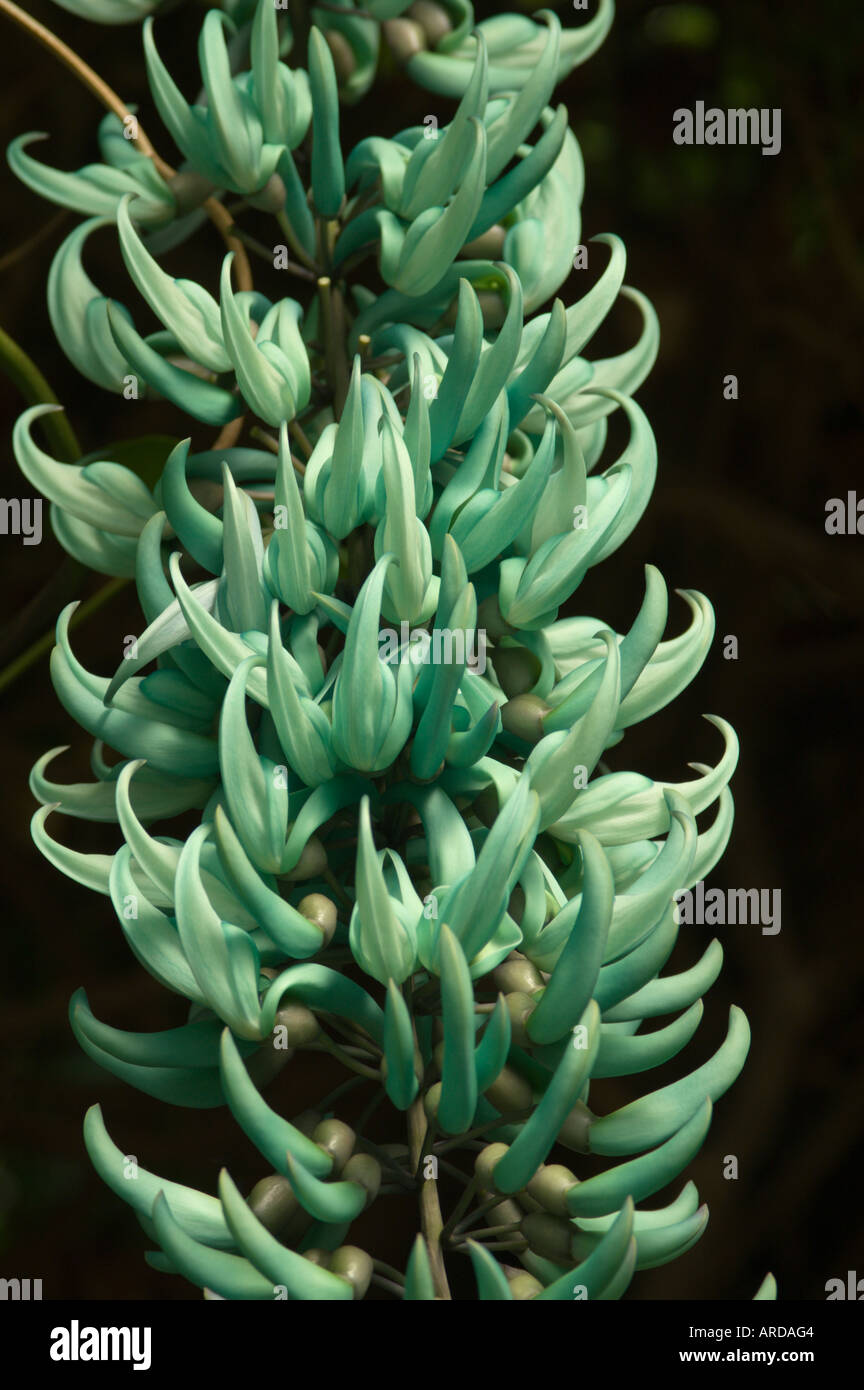 Unusual colour of jade vine in Edinburgh Botanic Gardens Scotland ...