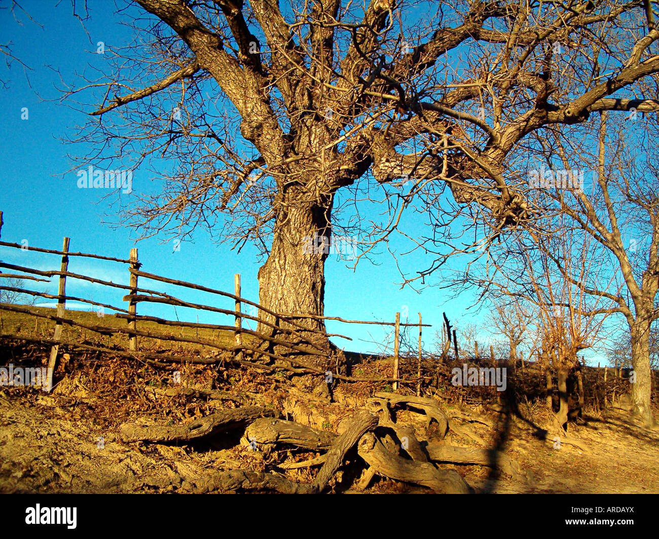 Tree wall papers hi-res stock photography and images - Alamy