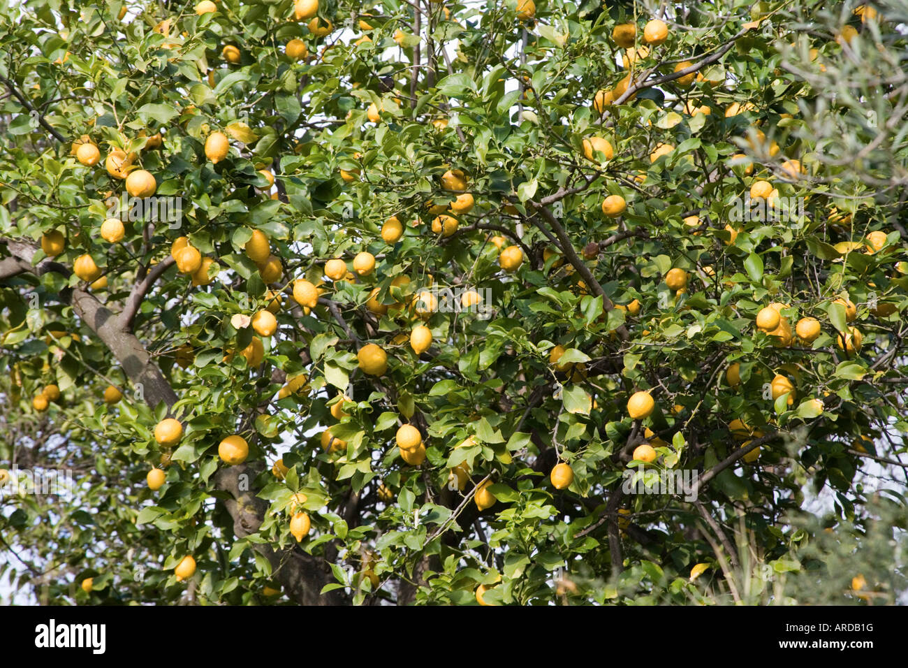Lemons on Lemon tree in Andalucia Southern Spain Stock Photo - Alamy