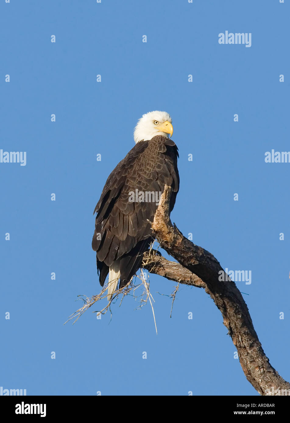 Bald Eagle in tree Stock Photo - Alamy