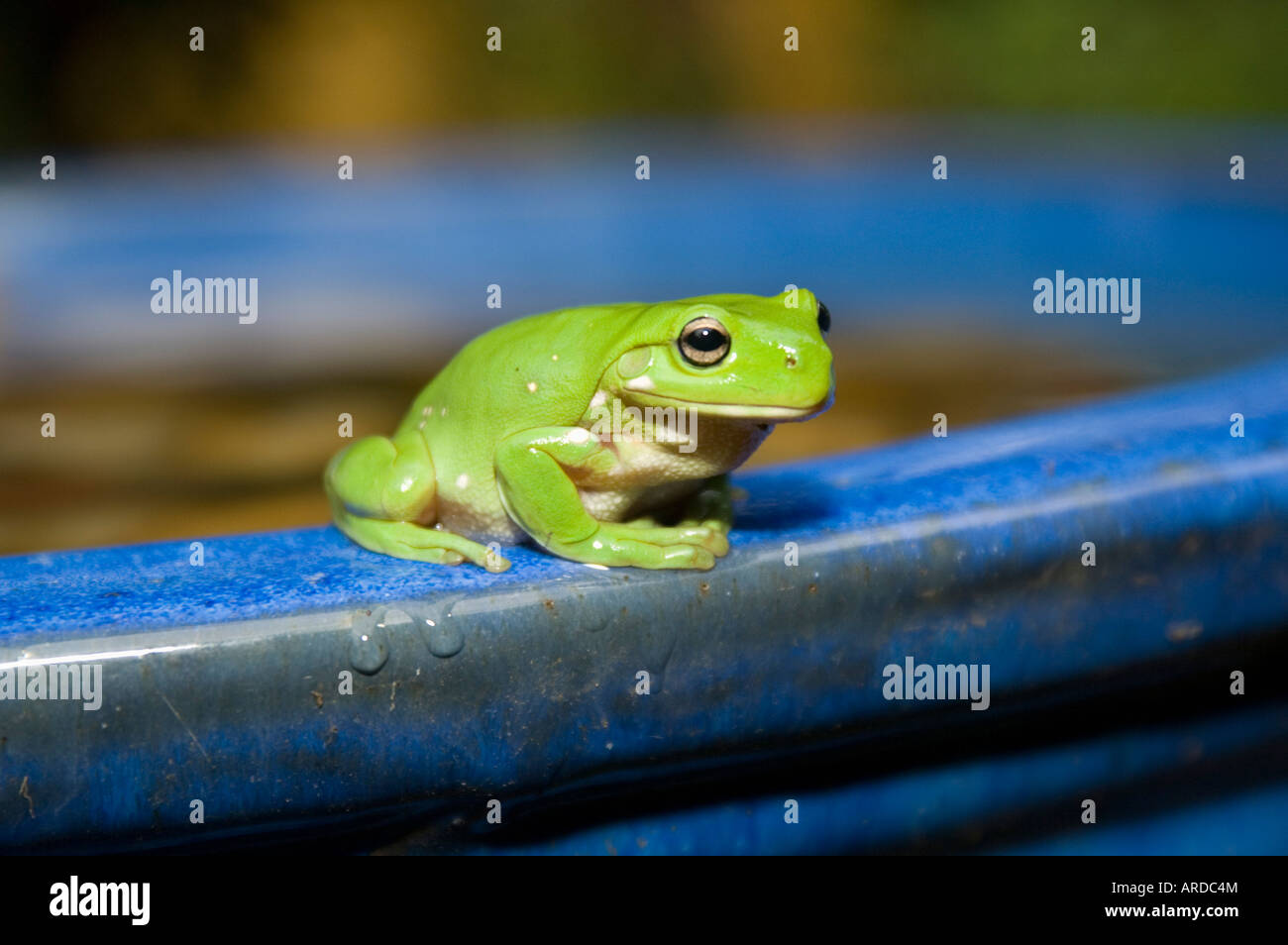 Green Tree Frog Litoria caerulea New South Wales Australia Stock Photo ...