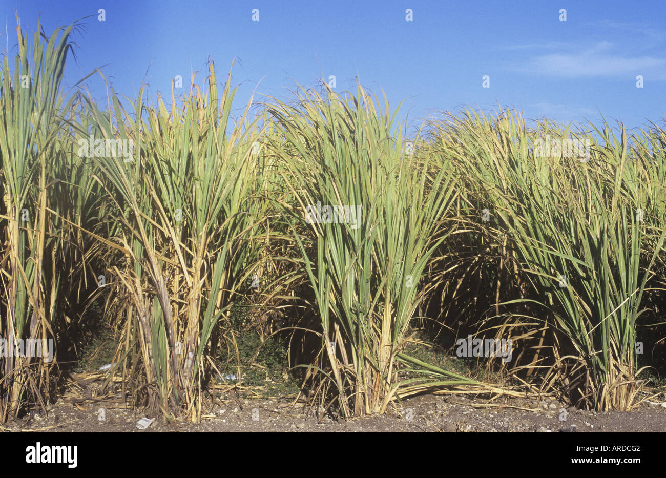 field of sugar cane, Barbados Stock Photo - Alamy