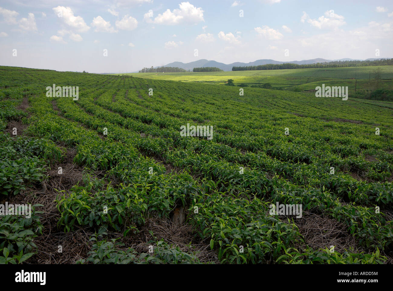 One of Zimbabwe's major exports is tea primarily grown in the South ...