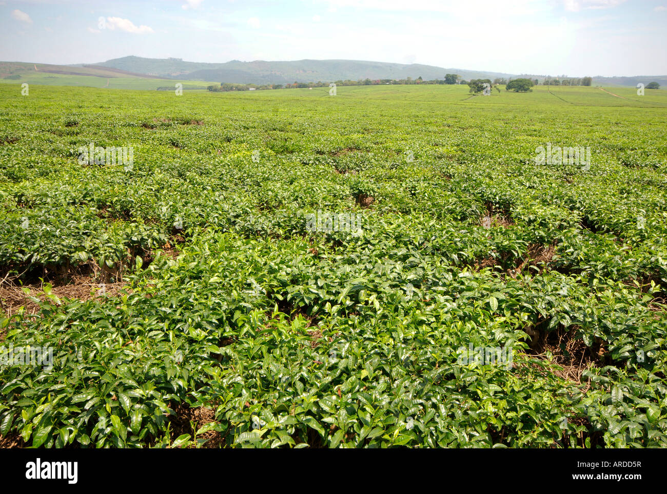 One of Zimbabwe's major exports is tea primarily grown in the South ...