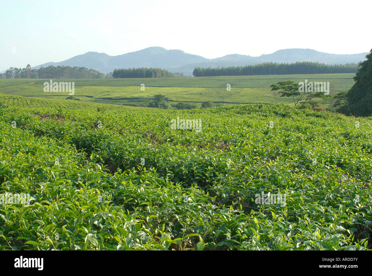 One of Zimbabwe's major exports is tea primarily grown in the South ...