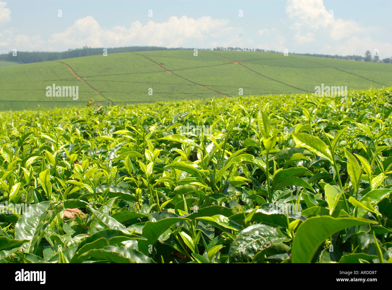 Manpower intensive industry hi-res stock photography and images - Alamy