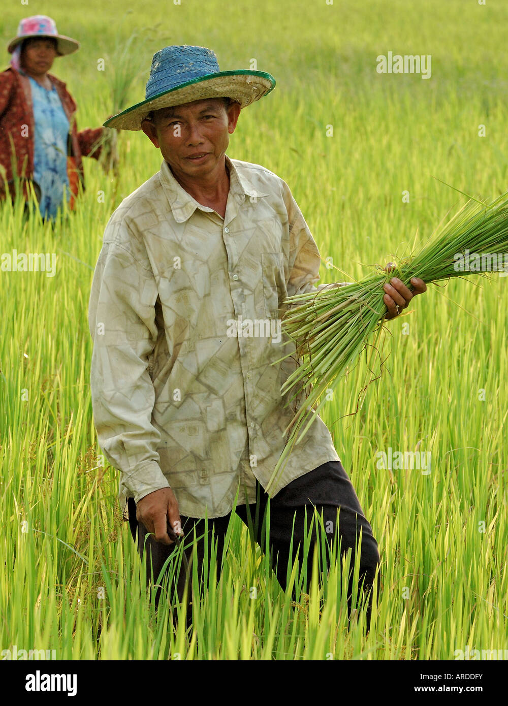 A rice farmer Stock Photo - Alamy