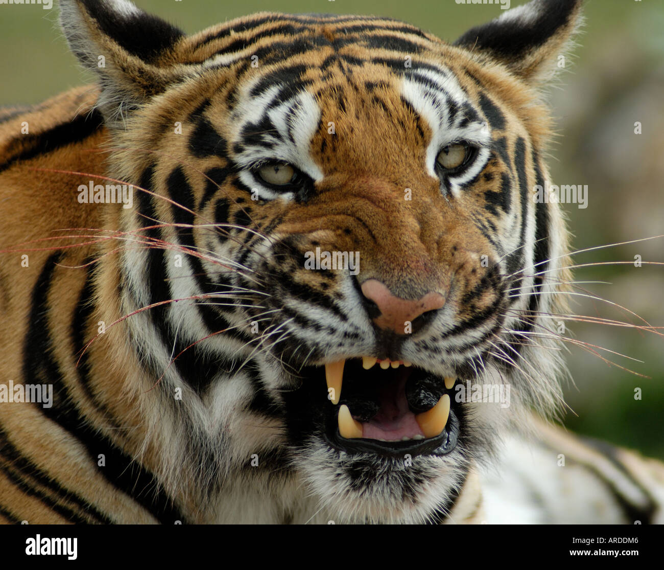 Breeding tiger hi-res stock photography and images - Alamy