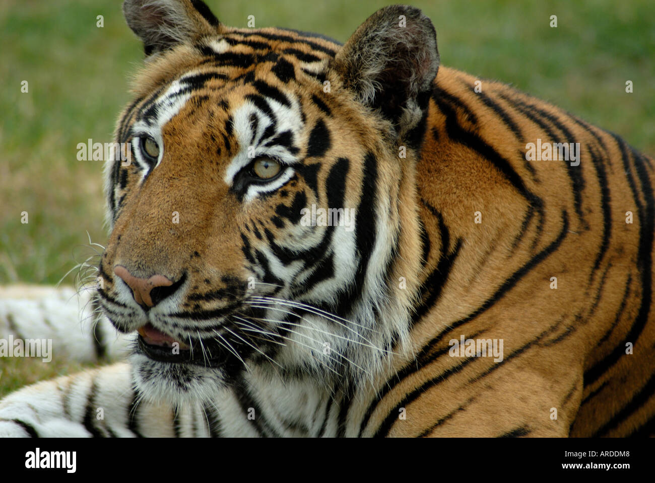 Breeding tiger hi-res stock photography and images - Alamy