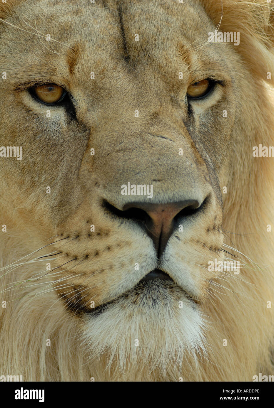 A male lion Stock Photo - Alamy