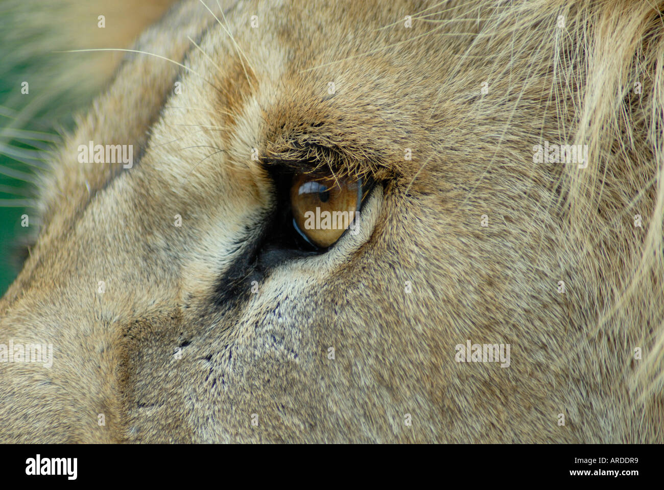 Eye to eye with a lion hi-res stock photography and images - Alamy