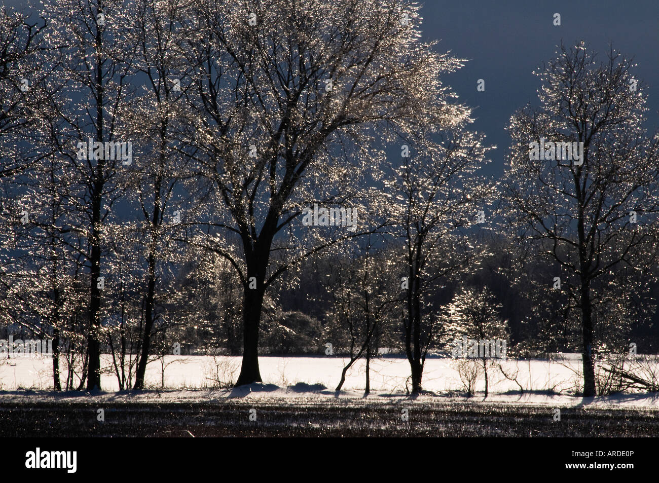 Ice coated trees in farmers field after ice storm Stock Photo - Alamy
