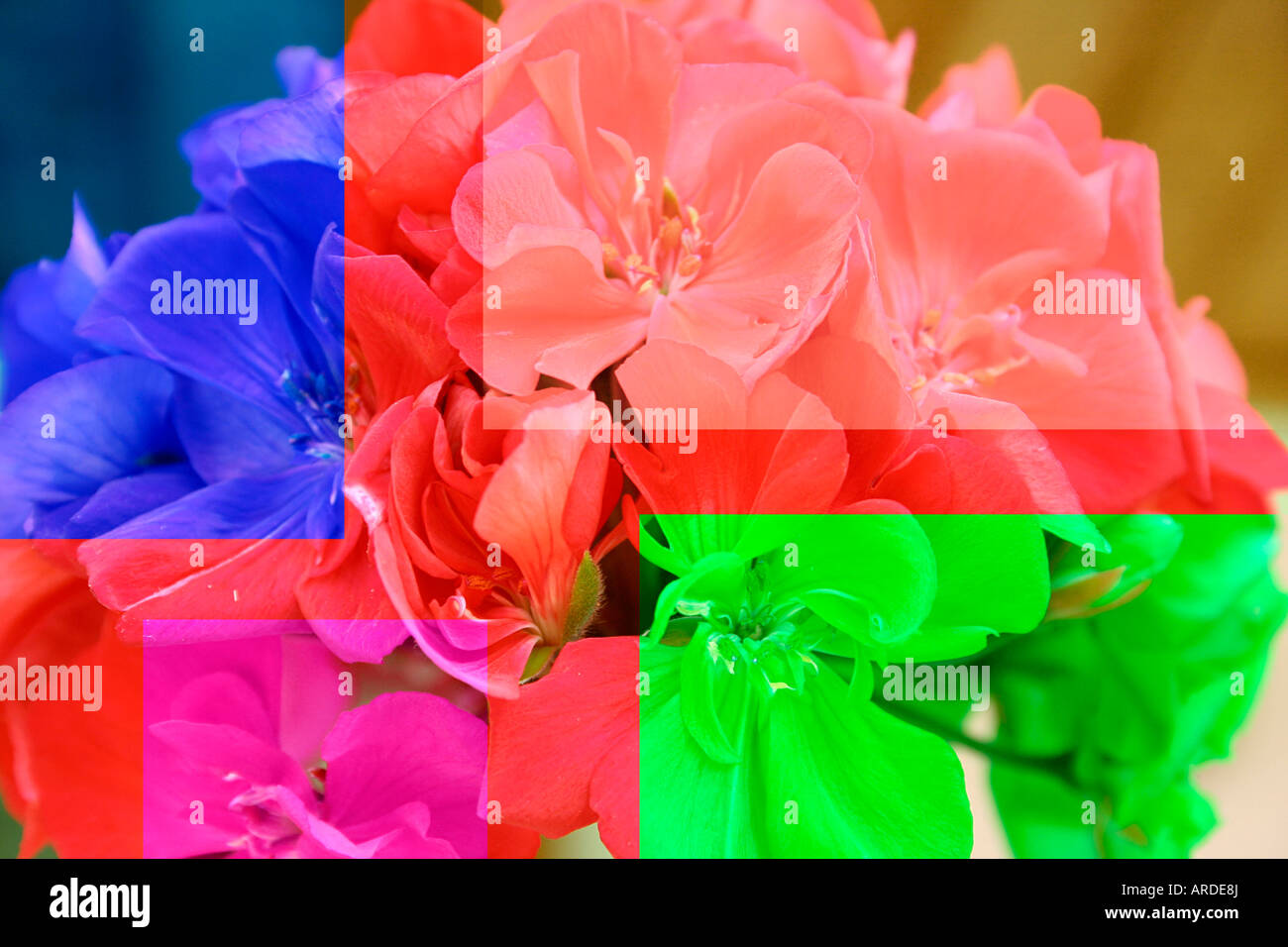 Multicoloured flower hi-res stock photography and images - Alamy