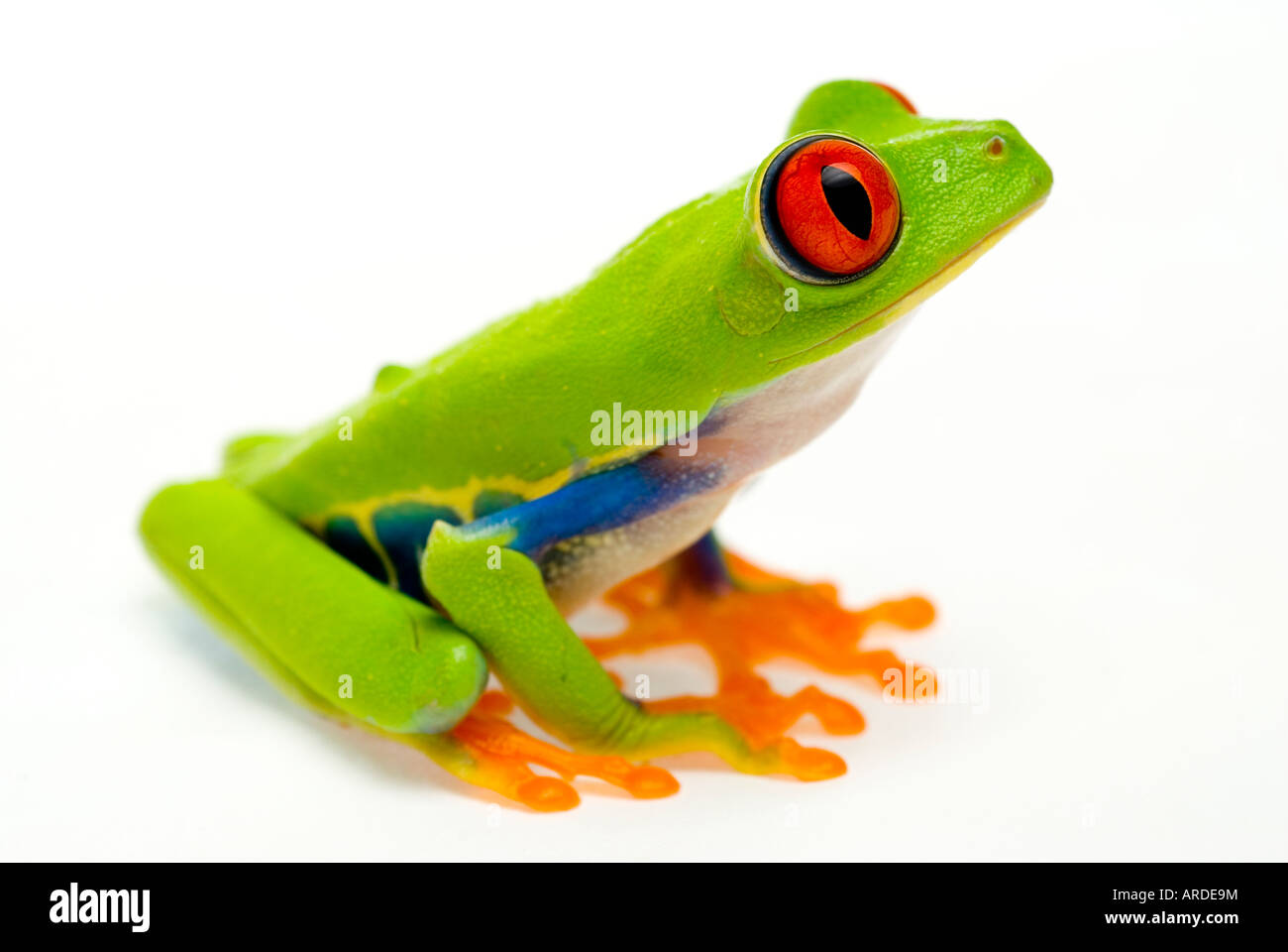 Redeye tree frog hi-res stock photography and images - Alamy