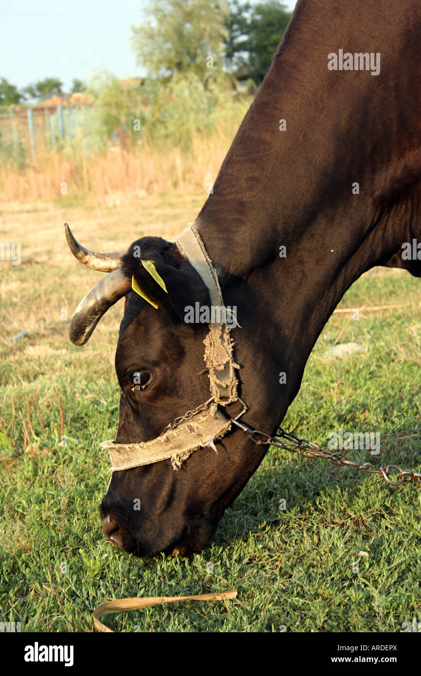 Signs of the zodiac plants hi-res stock photography and images - Alamy