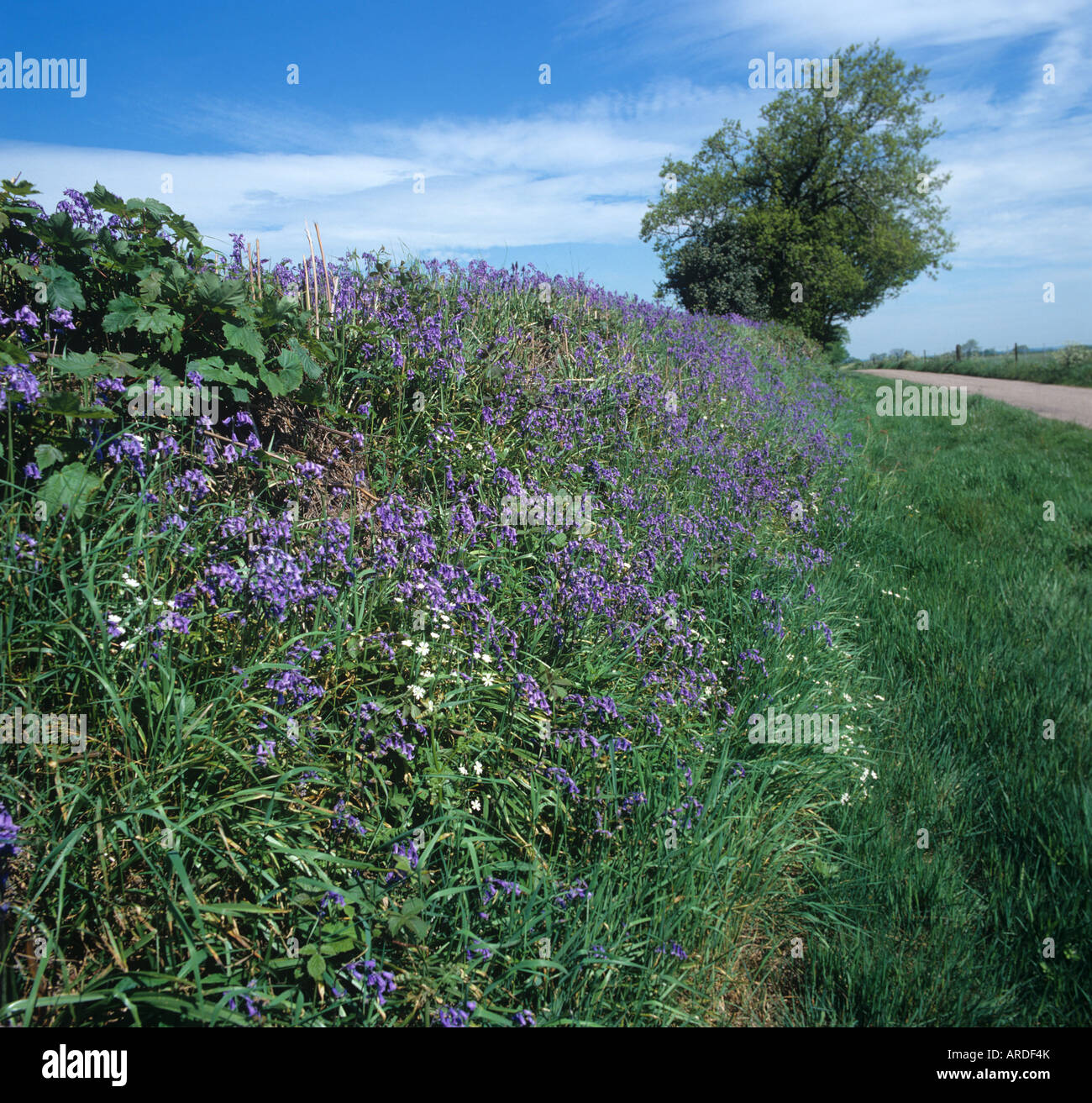 Spring flowers bluebells and stitchworts on a roadside Devon bank Stock ...