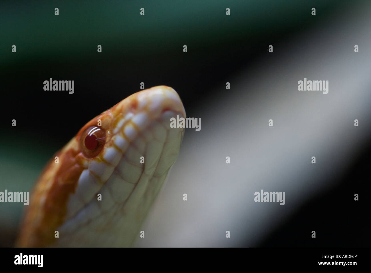 amelanistic corn snake Stock Photo - Alamy