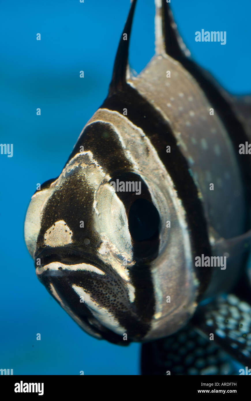Pterapogon kauderni Banggai Cardinalfish, Apogonidae Stock Photo - Alamy