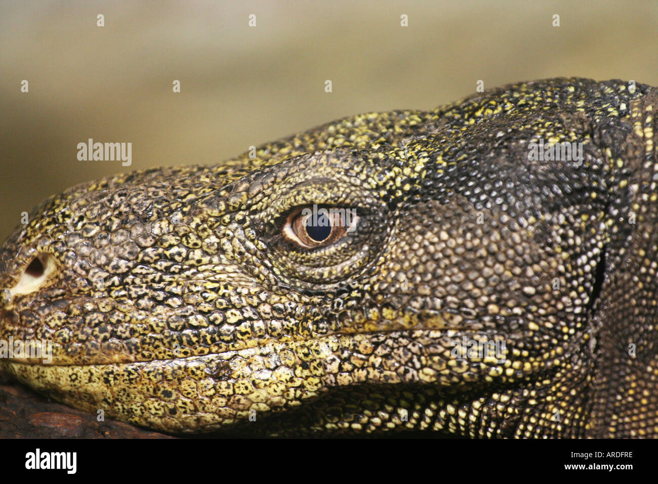Crocodile Monitor Lizard Stock Photo - Alamy