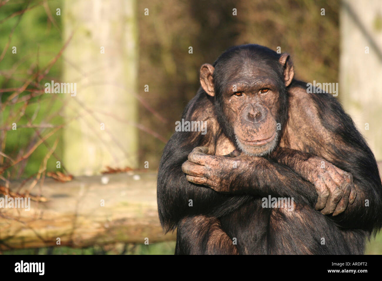 Chimp arms crossed hi-res stock photography and images - Alamy