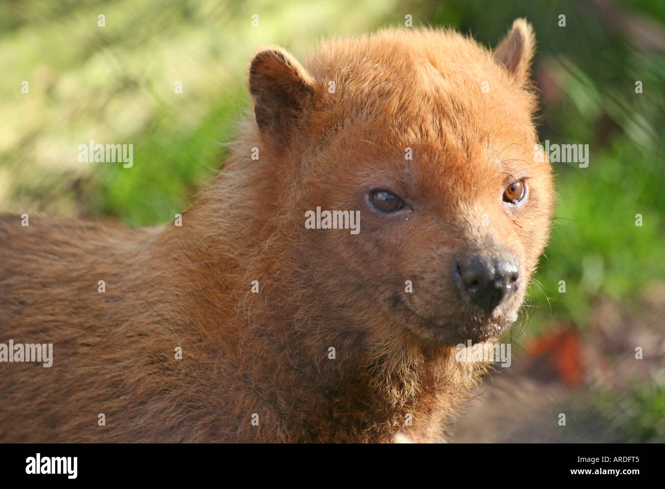 Male Bush Dog Stock Photo - Alamy