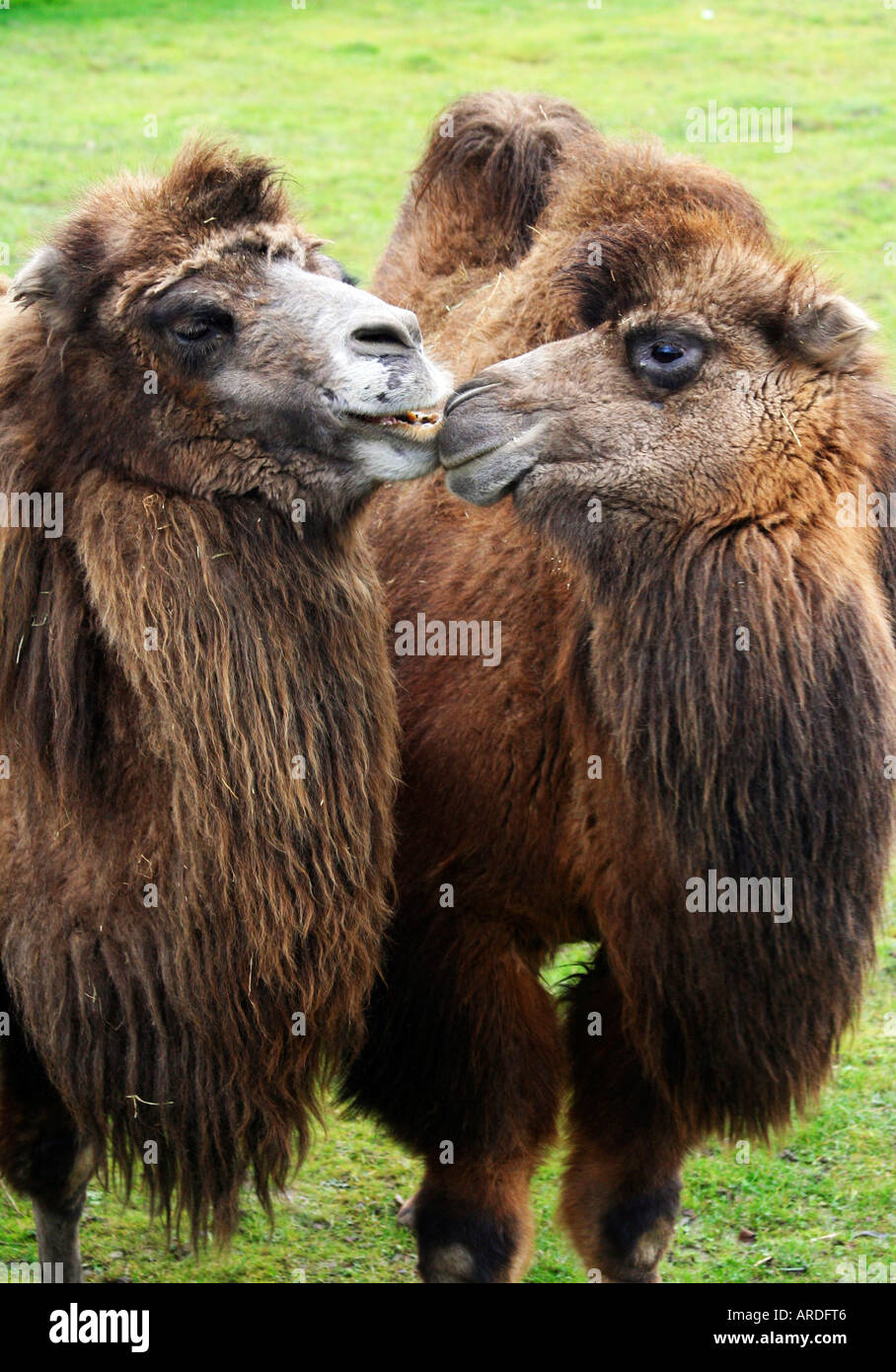Two Bactrian Camels Stock Photo - Alamy