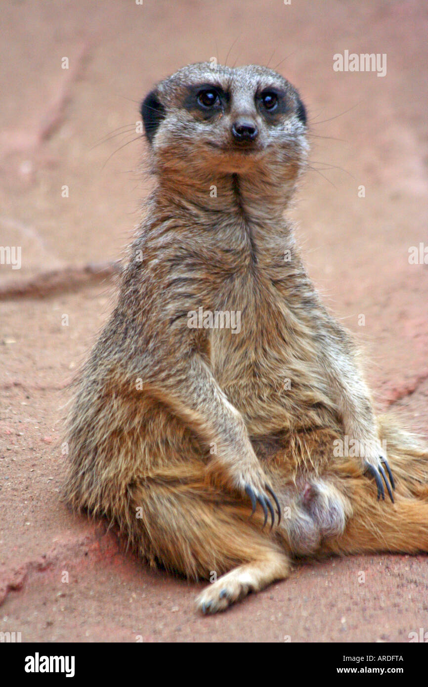 Meerkats looking out burrow hi-res stock photography and images - Alamy