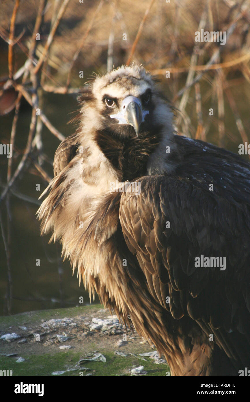 European vultures hi-res stock photography and images - Alamy