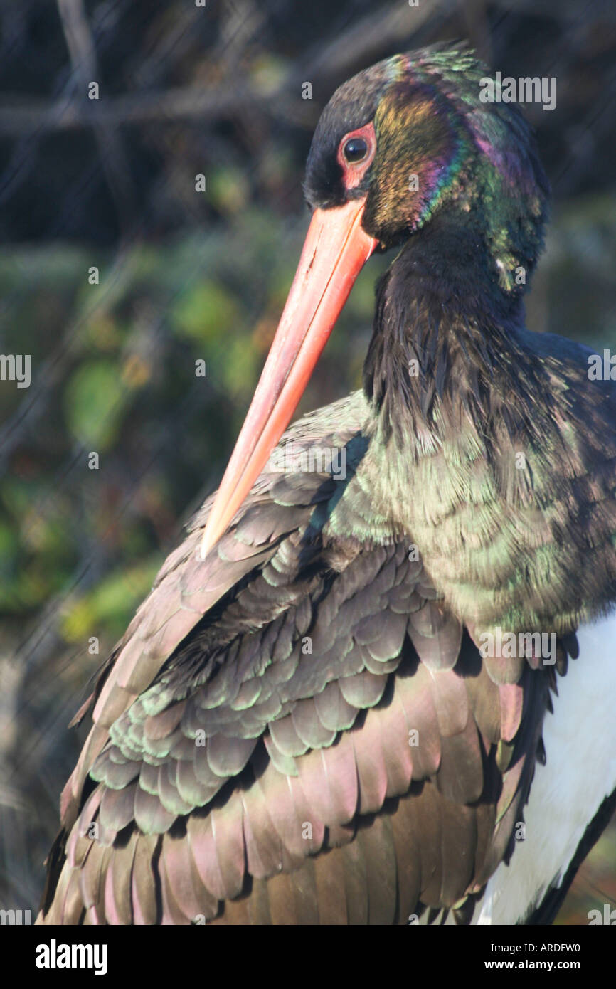 Rare birds still hi-res stock photography and images - Alamy