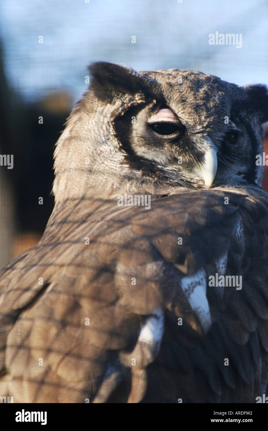 Great Grey Owl Stock Photo - Alamy