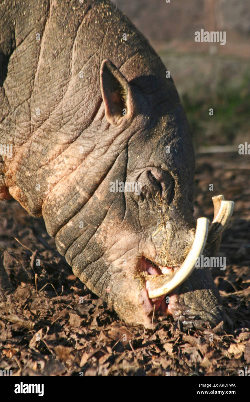 Babirusa babyrousa babyrussa sulawesi hi-res stock photography and ...