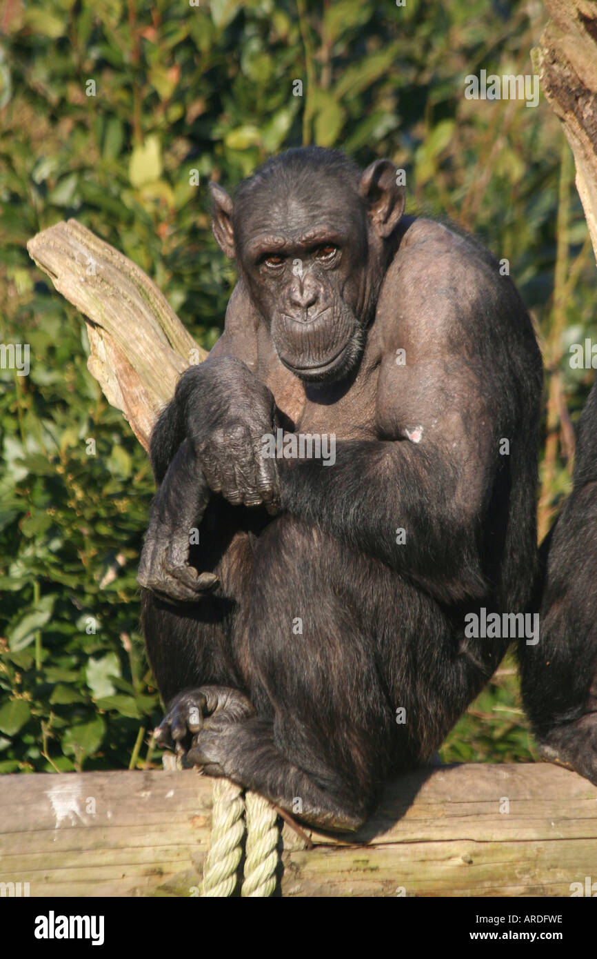 Sunlight chimp hi-res stock photography and images - Alamy