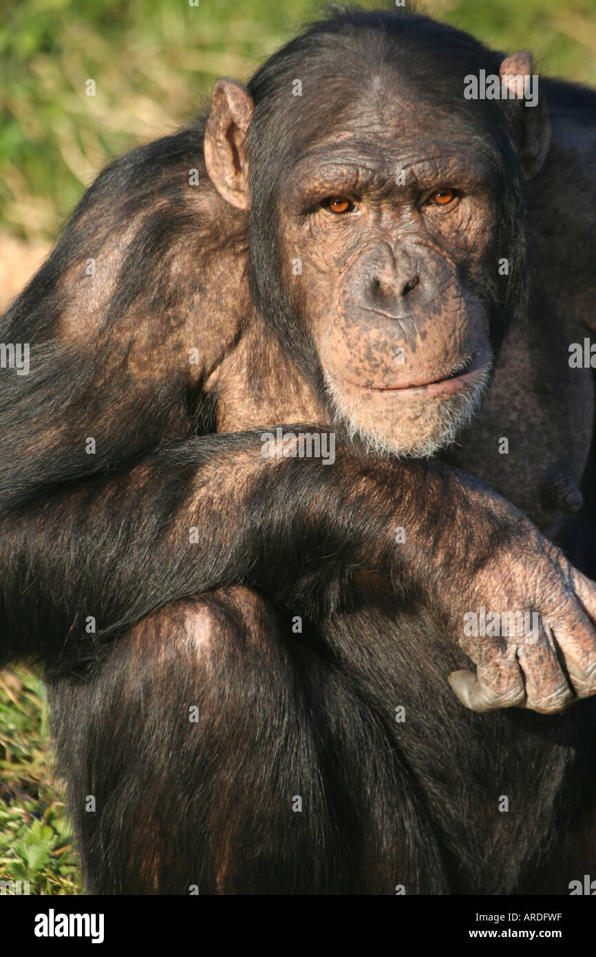 Chimp arms crossed hi-res stock photography and images - Alamy