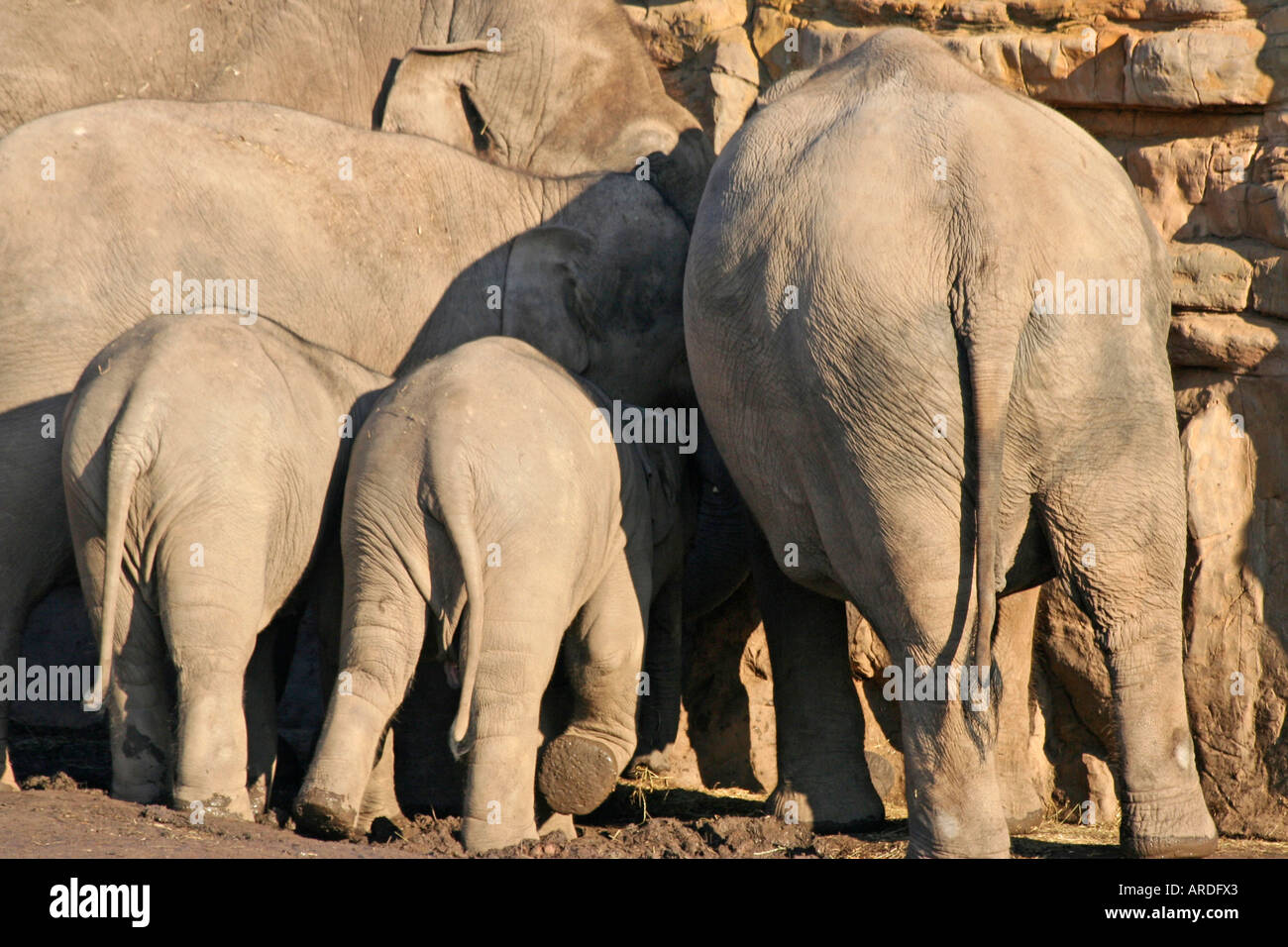 Elephant huddle hi-res stock photography and images - Alamy