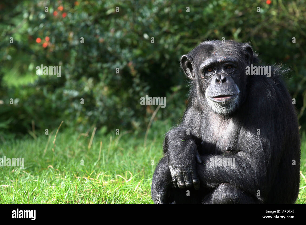 Sunlight chimp hi-res stock photography and images - Alamy
