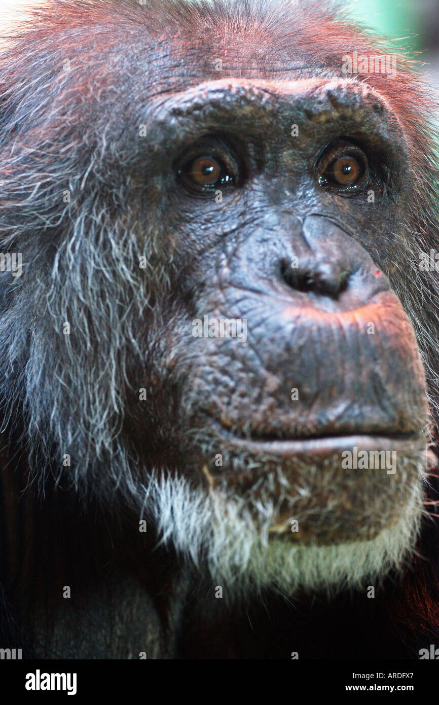 Male Chimpanzee Portrait Stock Photo - Alamy