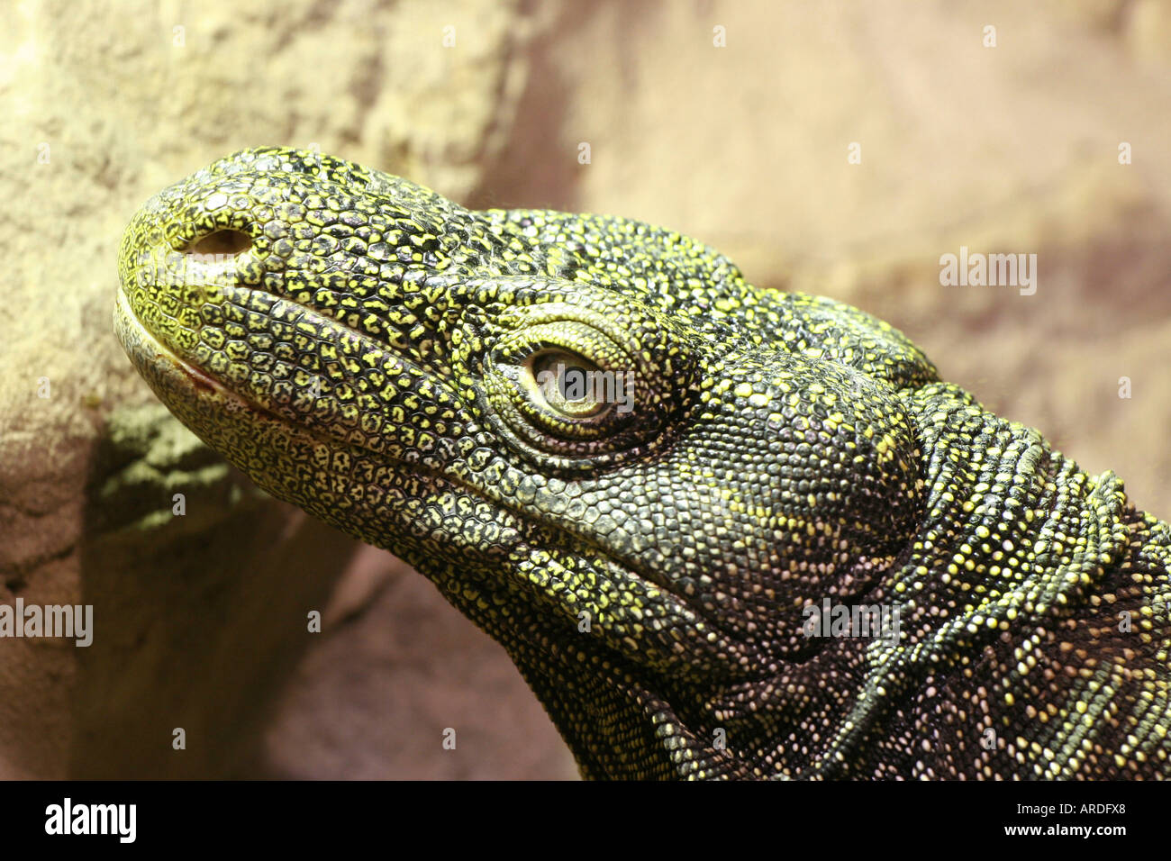 Full Grown Crocodile Monitor