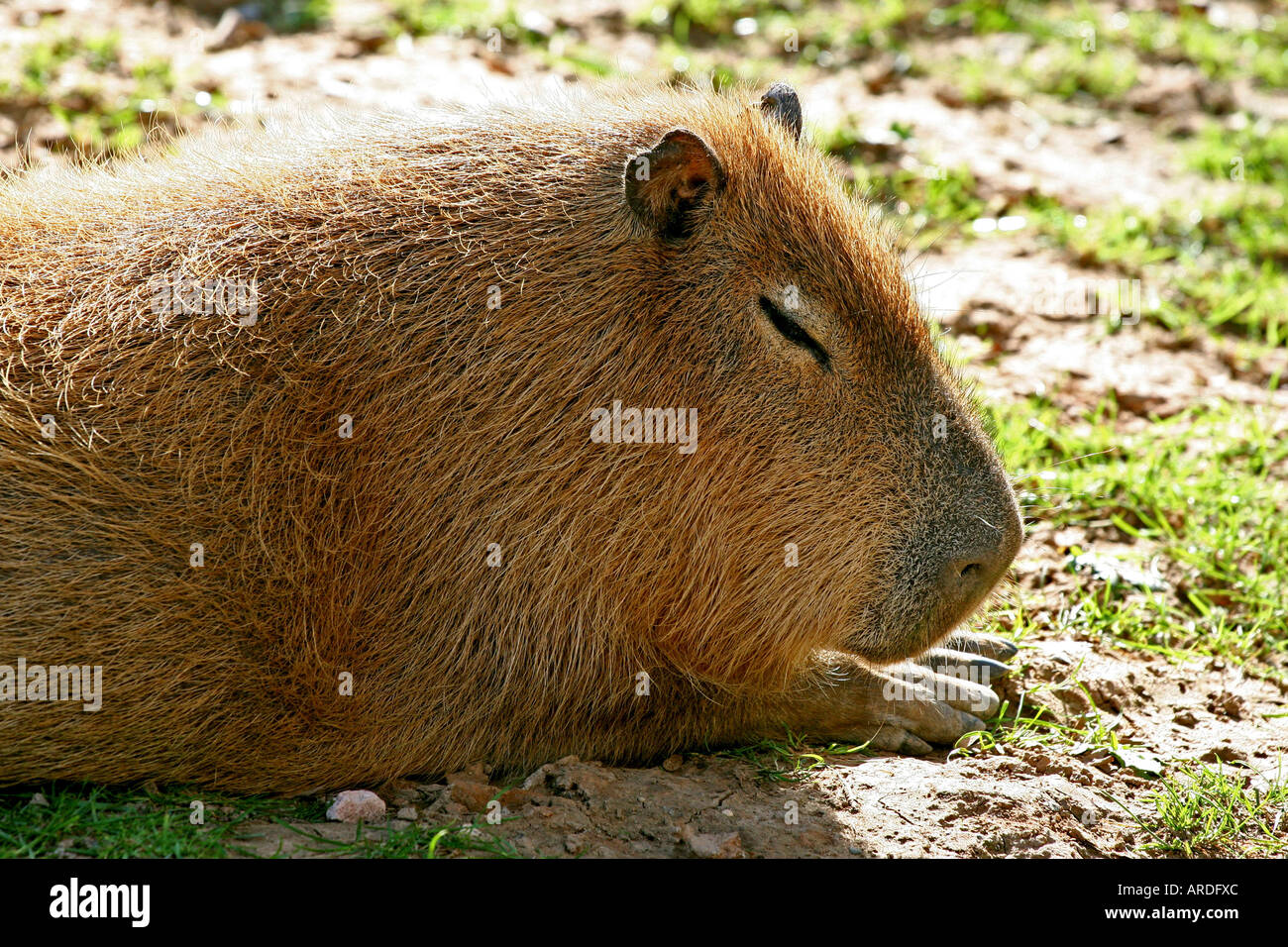 Lying down capybara hi-res stock photography and images - Alamy