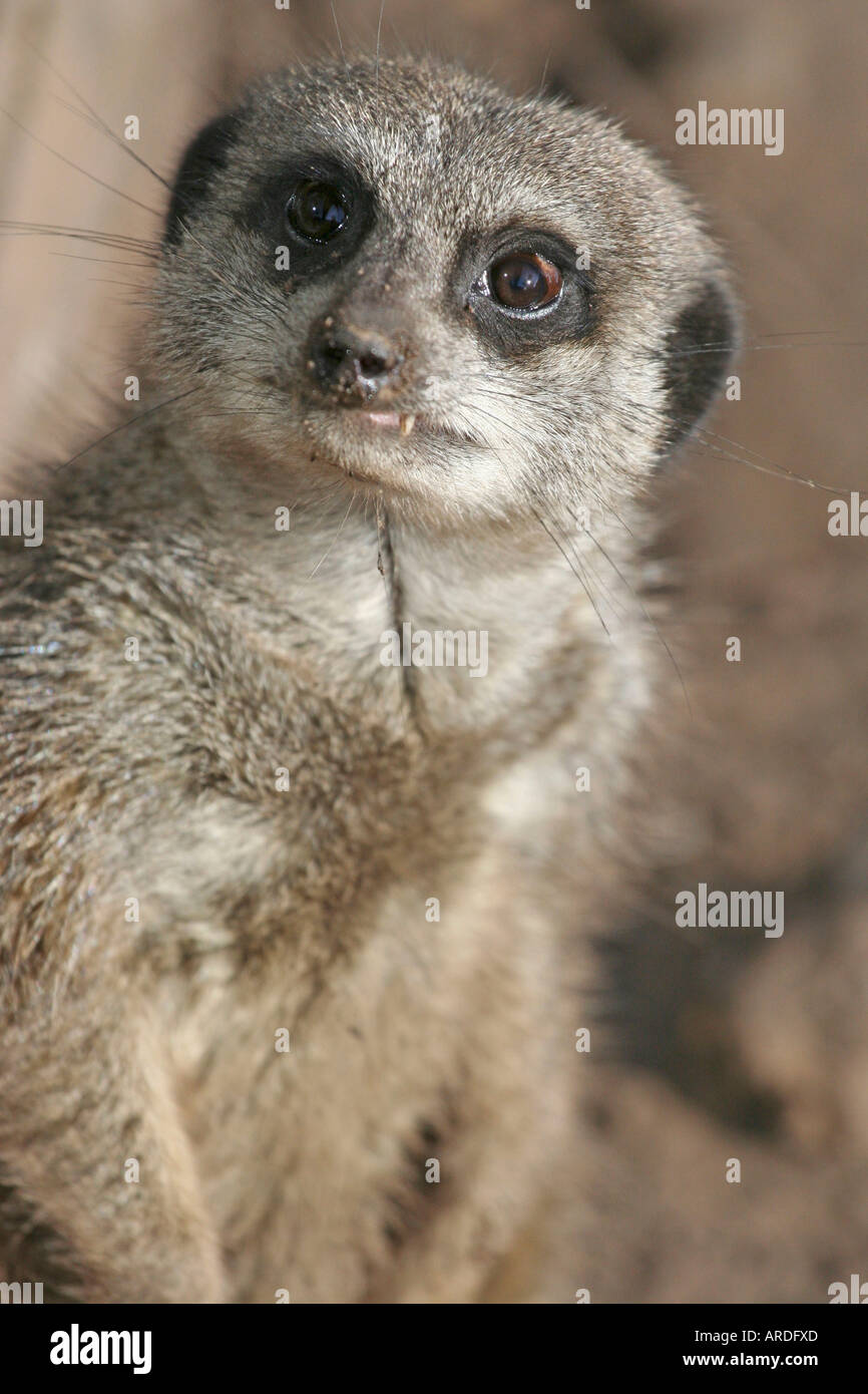 Black and white meerkat hi-res stock photography and images - Alamy