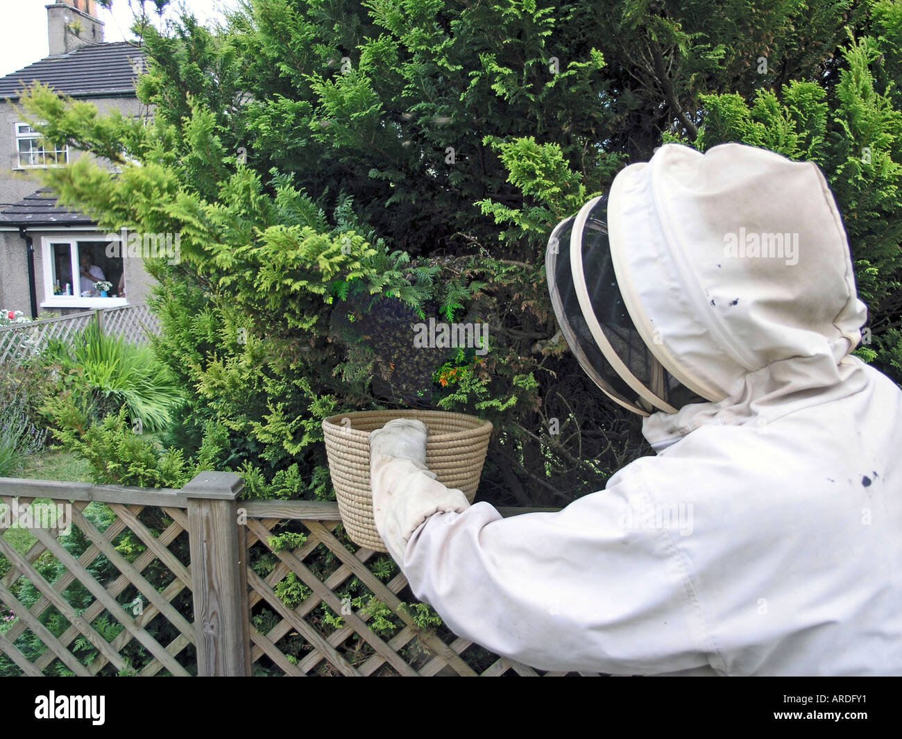 Bee Keeper collecting swarm Stock Photo - Alamy