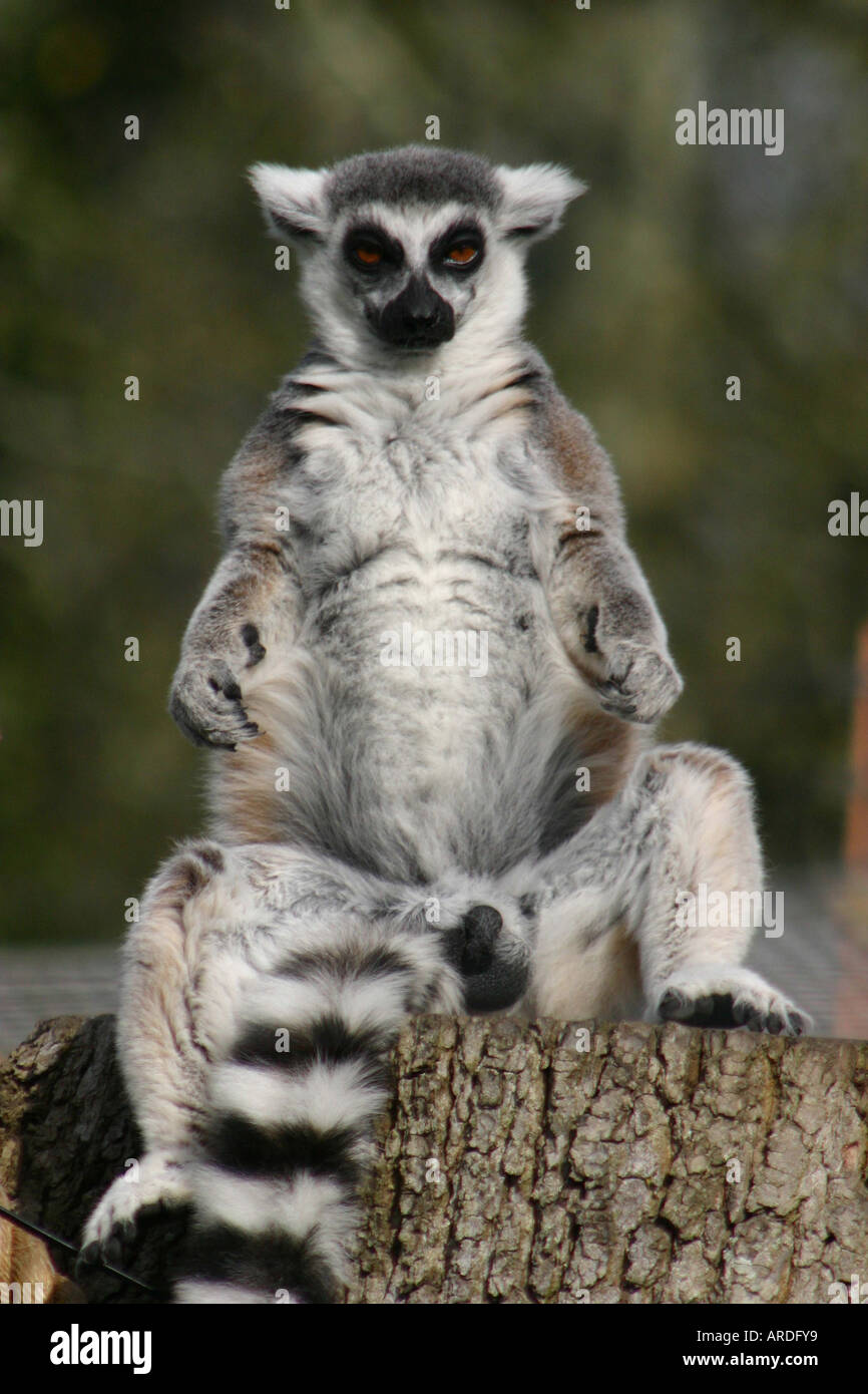 Ring Tailed Lemur Stock Photo - Alamy