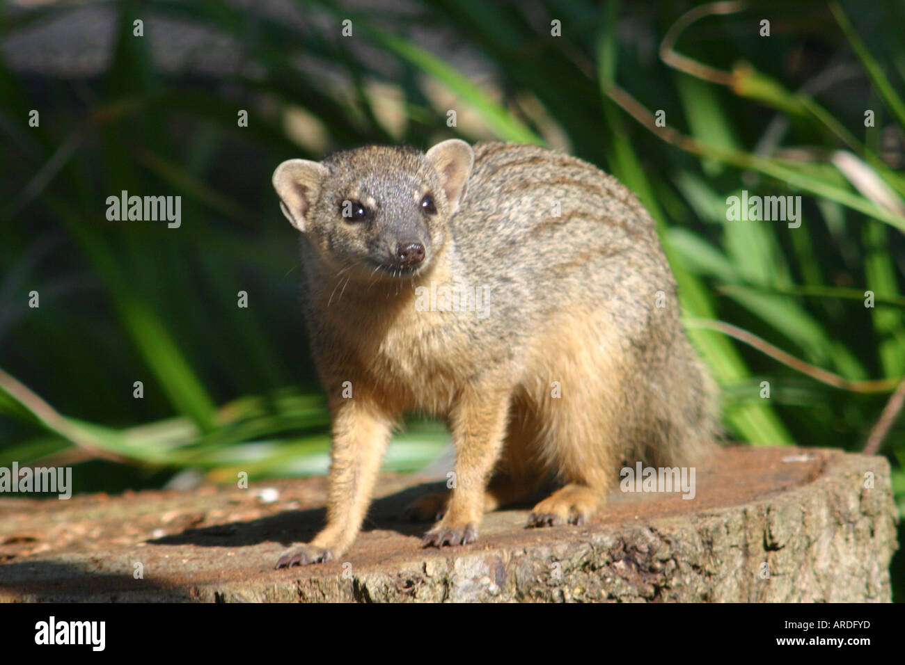 Narrow Striped Mongoose Stock Photo - Alamy